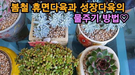 다육이♡ 봄철 휴면다육과 성장다육의 물주기 방법💓💓 Youtube