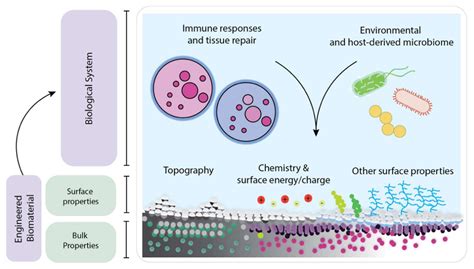 Ijms Free Full Text Surface Modification Of Bacterial Cellulose For Biomedical Applications