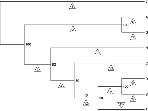 11 Phylogenetic Tree Of The Eight Hiv 1m Subtype Genomes With Download Scientific Diagram