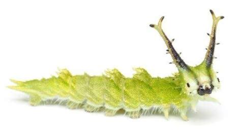 Japanese Emperor Caterpillar A Unique And Fascinating Insect