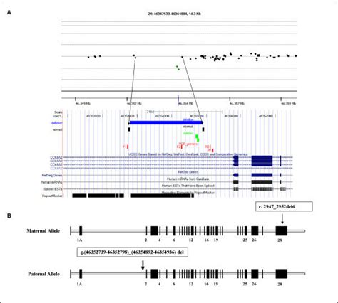 Cgh Array Profile And Col6a2 Gene Allelic Configuration A Cgh Array