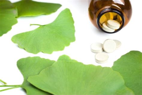 Ginkgo Biloba Review Of Nootropic Benefits Uses Side Effects