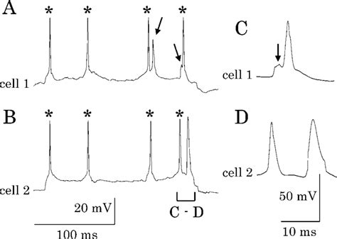 Synchronized Spiking In Gcs Of The Same Type A B Simultaneous Download Scientific Diagram
