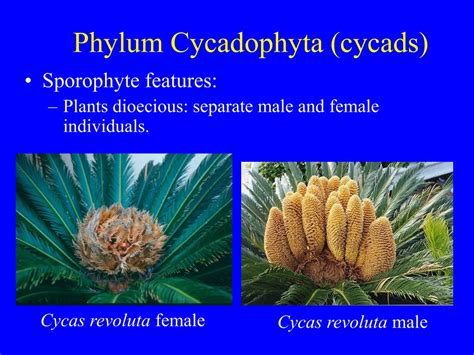 Ppt Kingdom Plantae Gymnosperms Powerpoint Presentation Id408410
