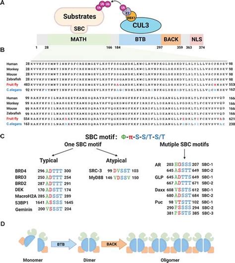 Deregulation Of Spop In Cancer Cancer Research American Association