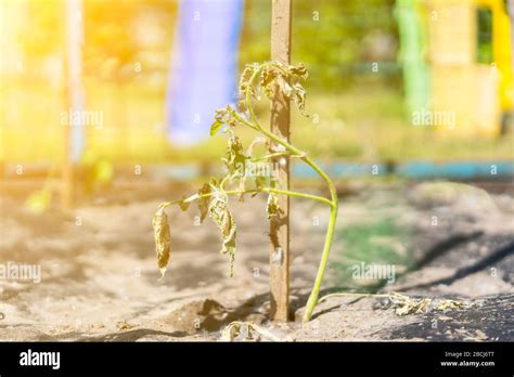 The Dried Bush Of A Tomato The Plant Withered From Lack Of Water