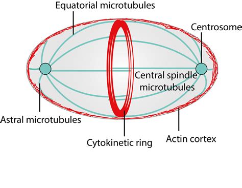 Cytoskeletal Crosstalk During Cell Division