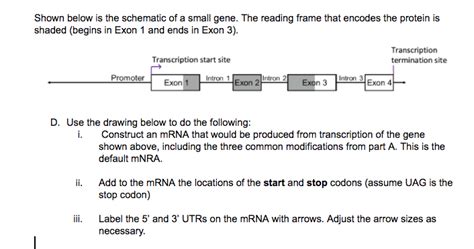 Solved 1 List The Three Modifications To Rna That Occur As