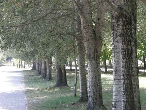 Flora En La Imagen Flora Y Fauna Delta Del Danubio Sp