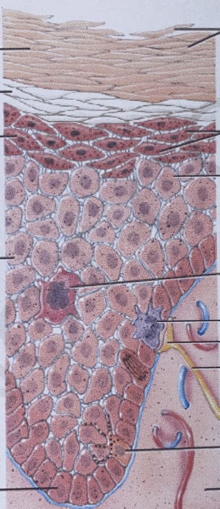 Superficial Deep Skin Diagram Quizlet