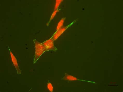 Global Wahrman The Mighty Mitochondria