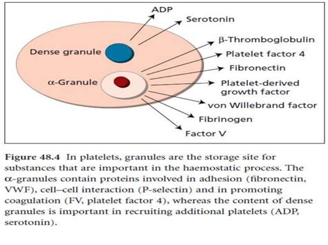 Platelet Aggregation