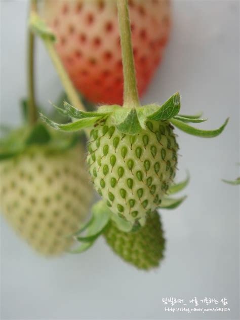 딸기 계절 사진으로 보는 딸기 성장 과정 네이버 블로그