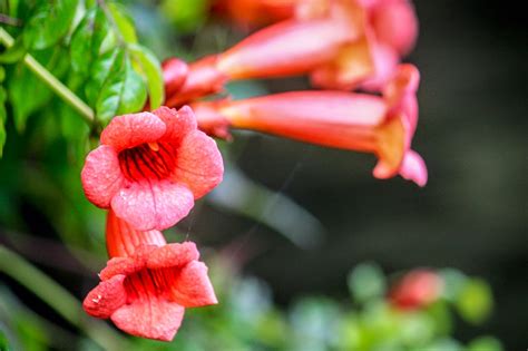 Кампсис [60 Фото видов] ? Посадка, уход, обрезка и выращивание