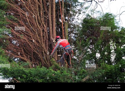 Tree Surgeon Wearing Protective Clothing And Using Safety Harness Cutting A Large Leylandii Tree
