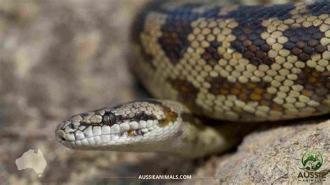 Australian Pythons Guide Native Species And Care