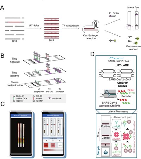 Virus Sensing Via Paper Lateral Flow Assays A Rna Of Sars Cov 2 Download Scientific Diagram