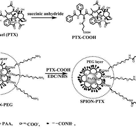 Scheme 1 Schematic chemical structures of PTX-COOH, SPION-PEG,... | Download Scientific Diagram