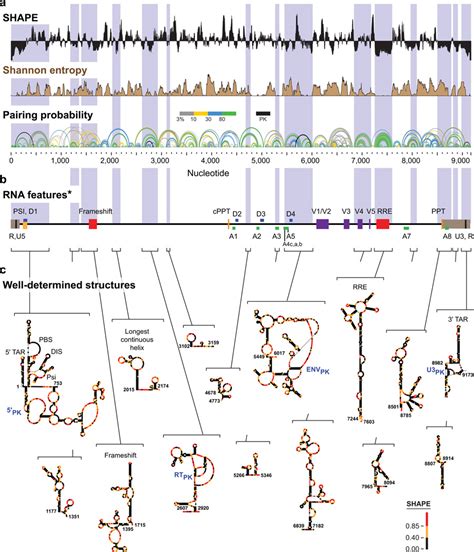 Rna Motif Discovery By Shape And Mutational Profiling Shape Map Pmc