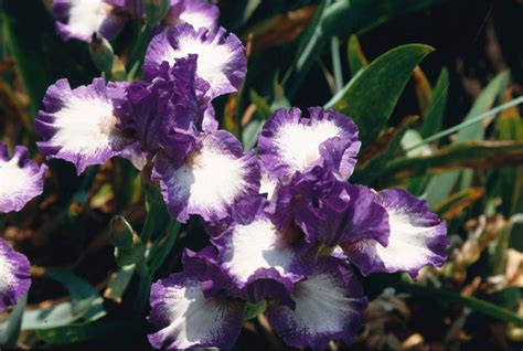 Iris Cee Jay Ib Iris Cee Jay Herbaceous Perennialrhs