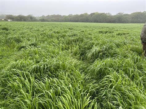 Standing Grass And Crops Archives Lodge And Thomas