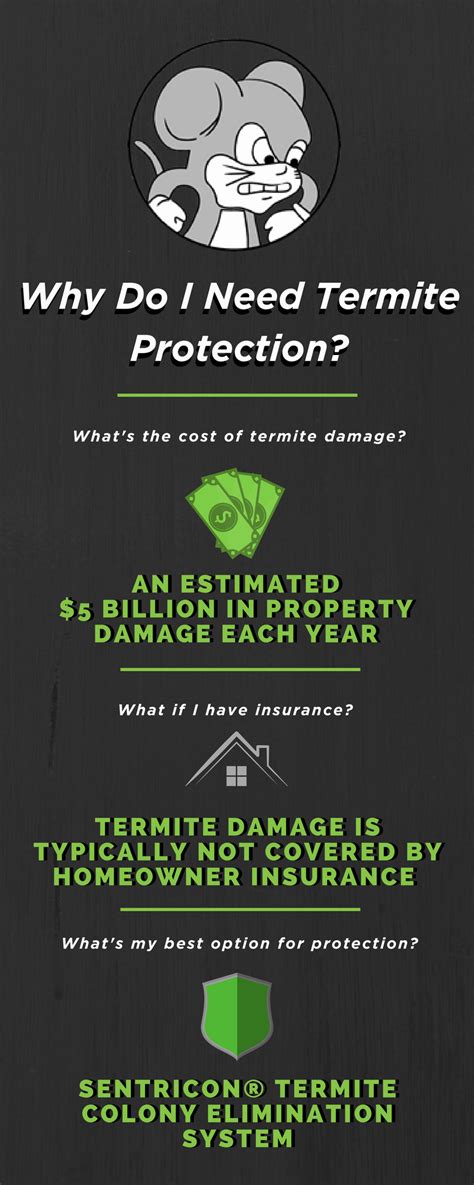 Do I Really Need Termite Protection Northwest Exterminating