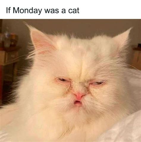 100 Relatable Monday Memes To Help You Survive The Week Tiny Positive