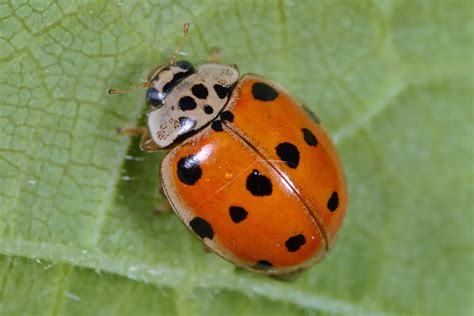 Ladybug Spot Pattern