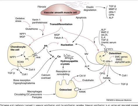 Figure 1 From Vascular Calcification And Bone Disease The Calcification Paradox Semantic Scholar