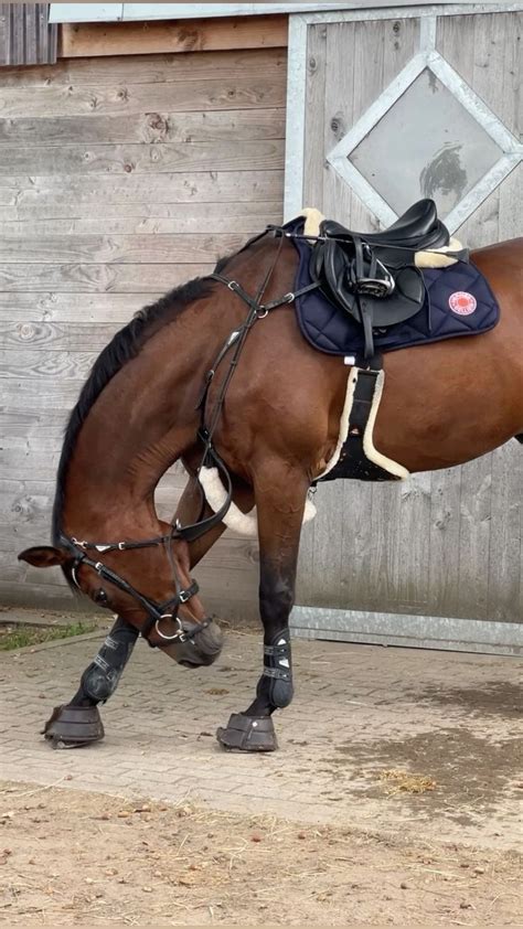 Equestrian Aesthetic Equestrian Equestrian Outfit Equestrian Life
