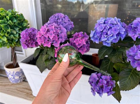 How To Prevent Planted Hydrangeas From Wilting Girl Who Travels The World
