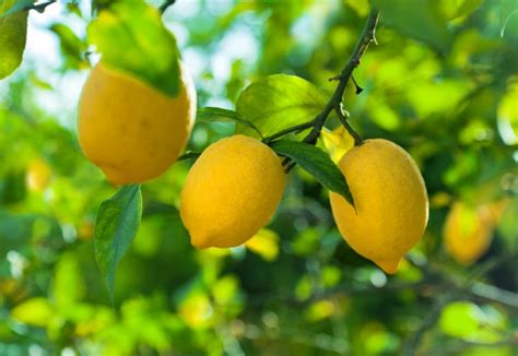 Zitrone Gesund Vitaminreich Sauer Aldi SÜd