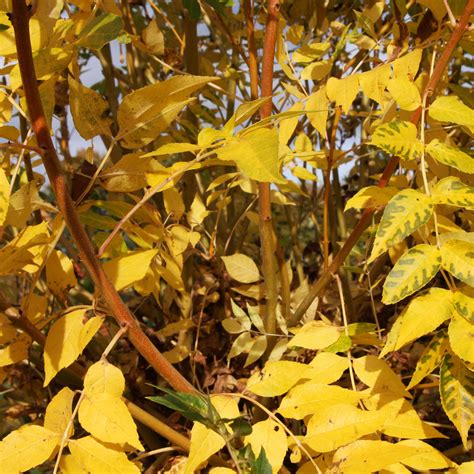 Trees For Ornamental Bark And Stems Frank P Matthews