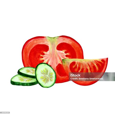 사실적인 빨간 토마토와 흰색으로 분리된 오이 조각의 구성 수채화 기법의 마커 그림 건강한 식생활에 대한 스톡 벡터 아트 및 기타 이미지 건강한 식생활 계절 과일