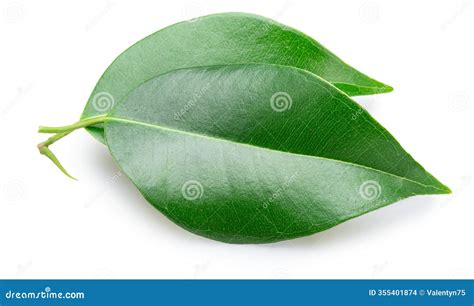 Ficus Benjamina Leaves Stock Image 248745055