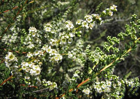 Chamise Adenostoma Fasciculatum Botanical Realm