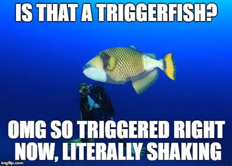 Triggerfished Imgflip