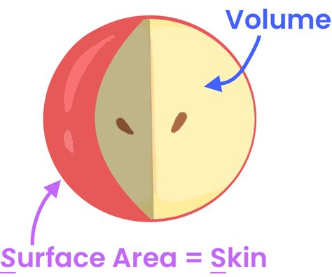 Volume And Surface Area 7th 12th Grade Quiz Wayground