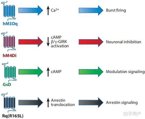 目前神经元活性调控技术主要包括光遗传和化学遗传技术，请问光遗传和化学遗传有什么区别？ 知乎