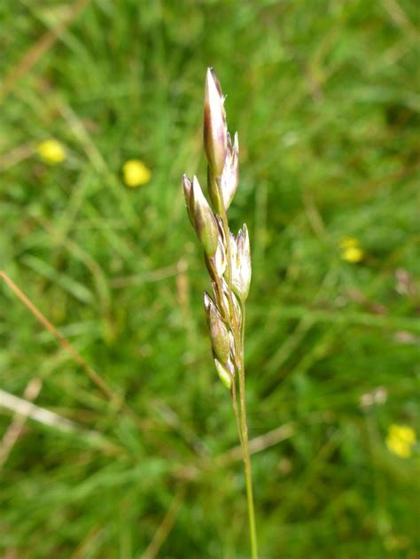 Heath Grass Naturespot