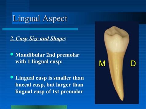 Mandibular Premolars