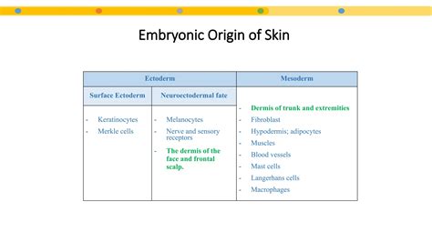 Embryology Of Skin Epidermal Development Development Of The