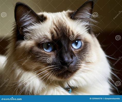 Birman Cat Cat Breed Cat Breed Head Isolated On A White Background