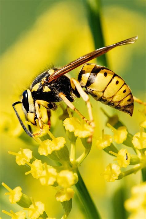 Easy Wasp Identification A Visual Guide To 19 Common Types Of Wasps