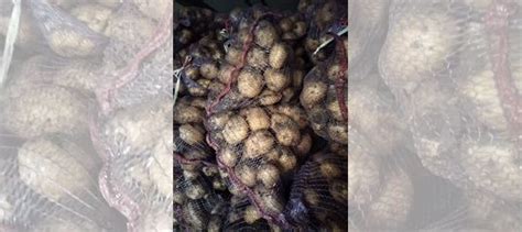 Картофель купить в Новосибирске Товары для дома и дачи Авито