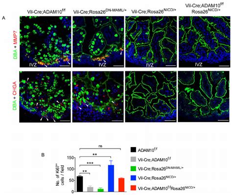 Adam10 Mediated Notch Signaling Is Required For Cell Lineage Download Scientific Diagram