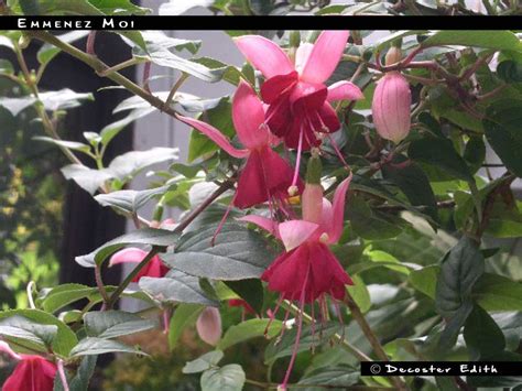 Emmenez Moi Fuchsiafinder