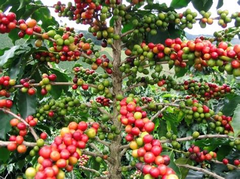 아라비카 원두커피와 동티모르 네이버 블로그