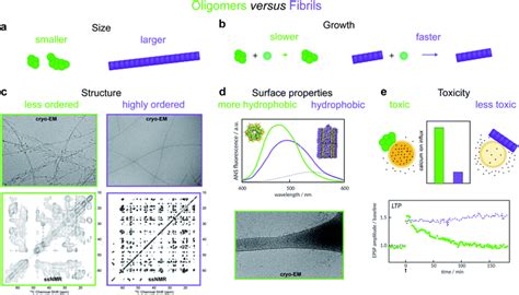 Identification Of On And Off Pathway Oligomers In Amyloid Fibril Formation Chemical Science