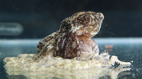 Blue Lined Octopus Mating Explained Why Males Inject Venom During Sex Octonation The